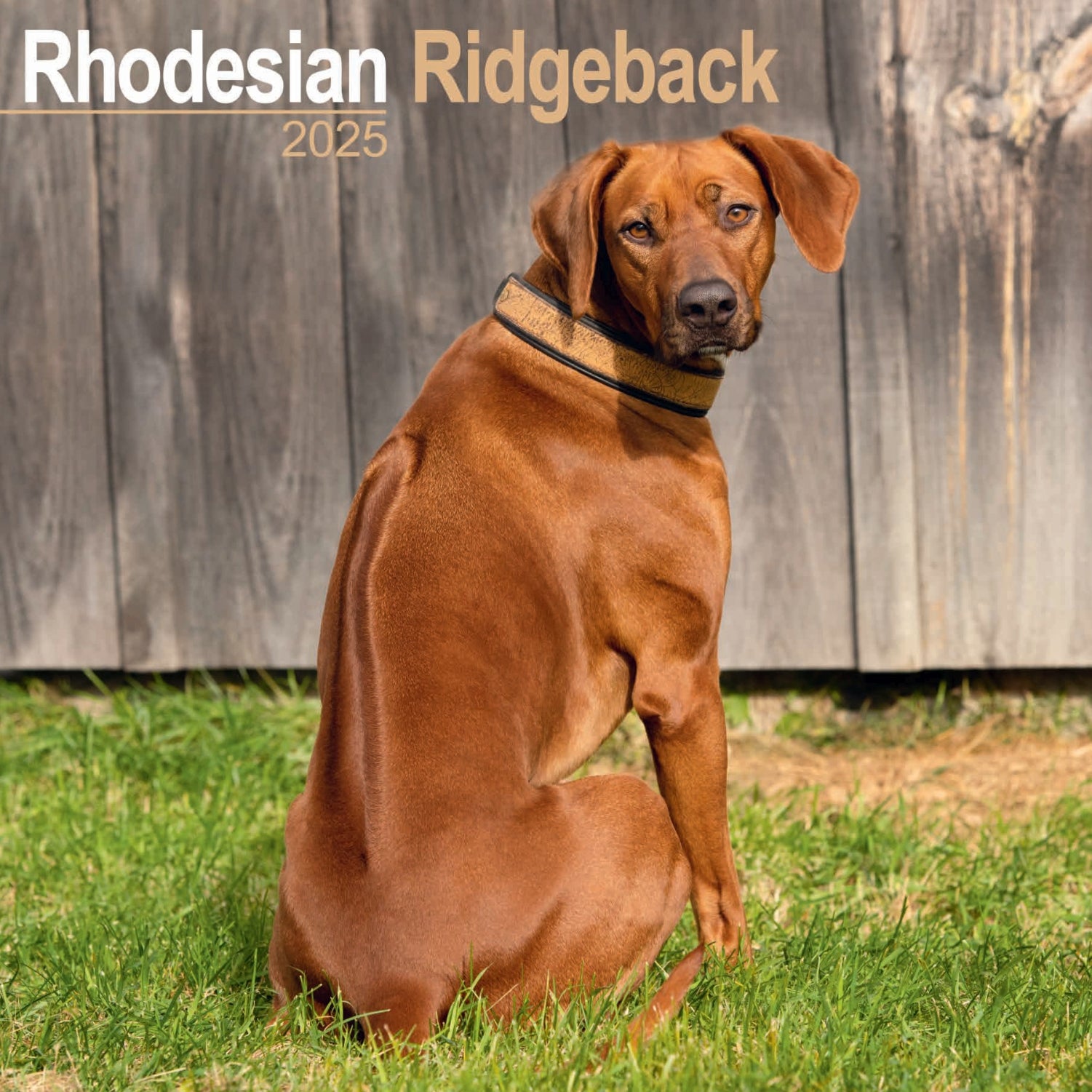 Rhodesian Ridgeback Wall Calendar 2025 (PFP) – Otter House