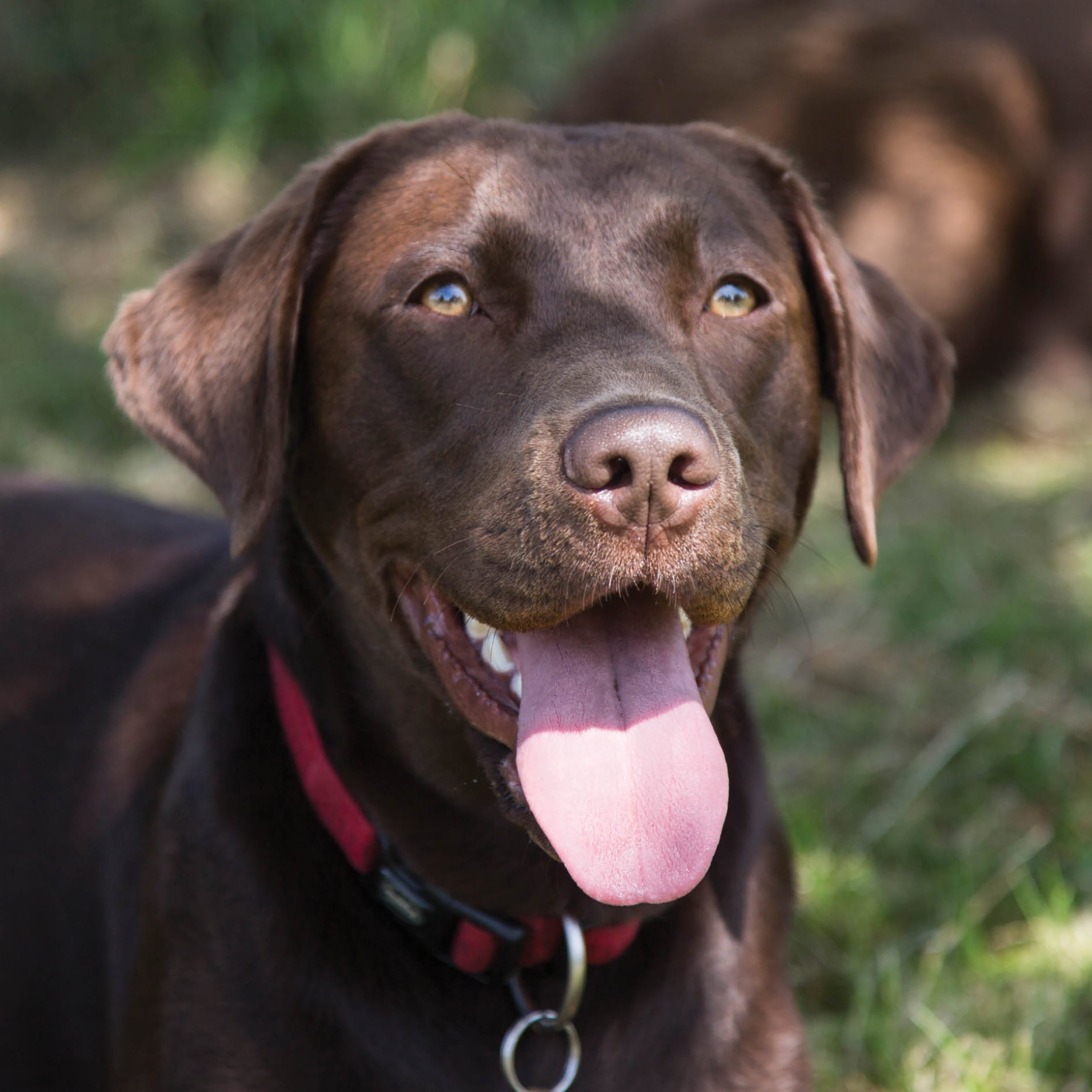 Alex Sharp Card - Dogs - Chocolate Labrador – Otter House